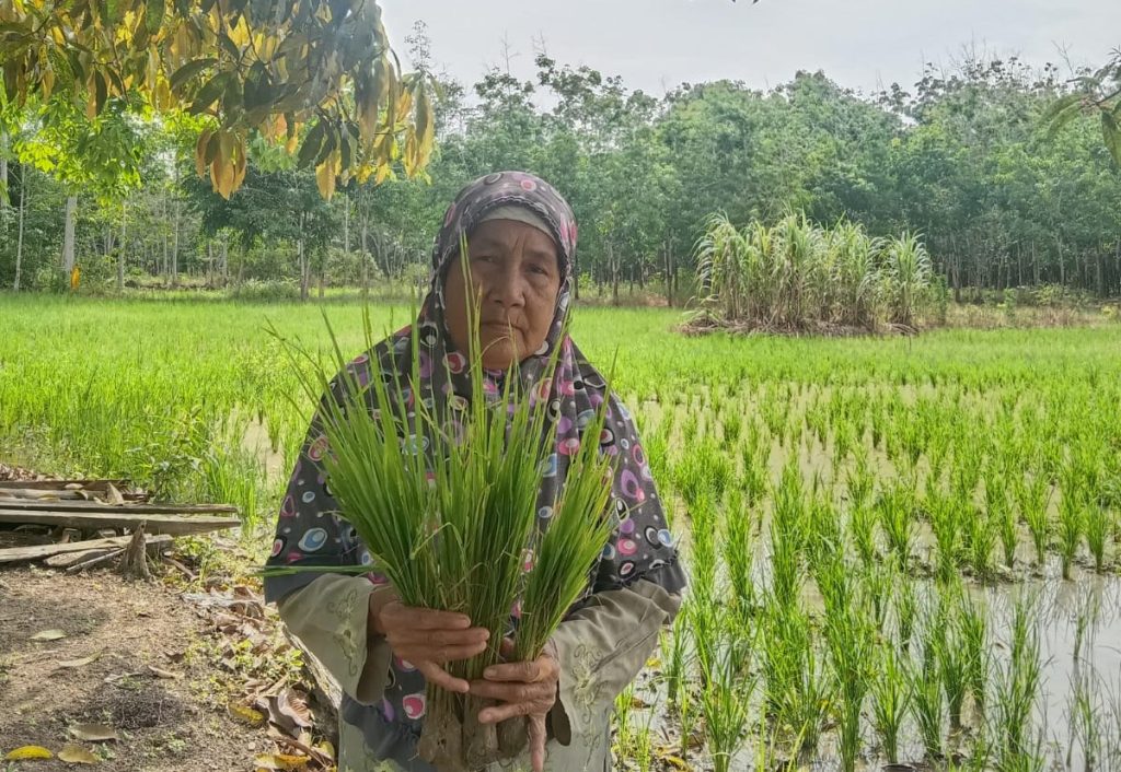 Rohaya dan Darmila, Petani Perempuan Lansia, Penjaga Nadi Pangan Desa ...